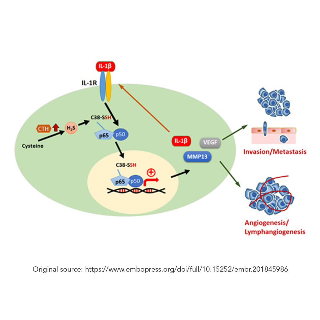 Role of Cystathionine 𝛾-lyase in Prostate Cancer Progression | iestory