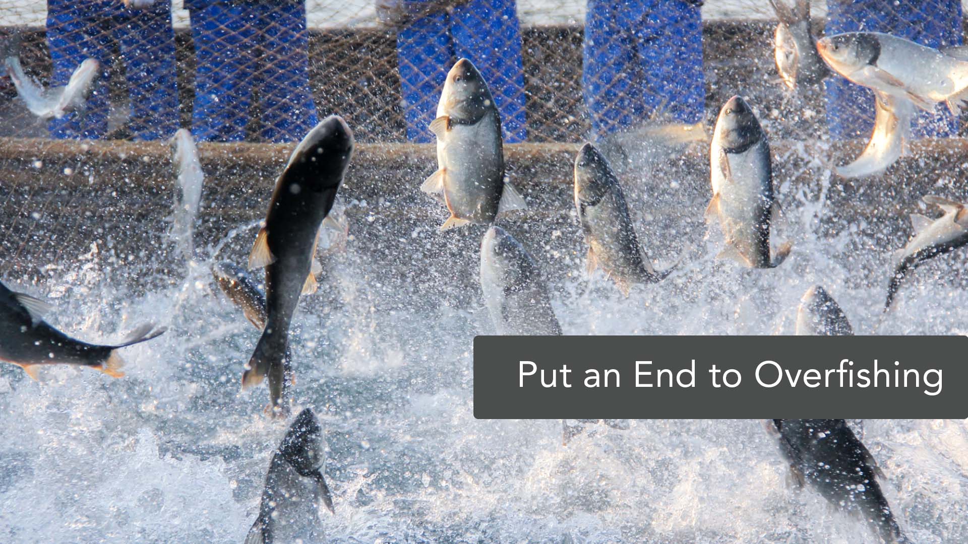 Understanding Factors Affecting Tuna Fishing - iesResearch