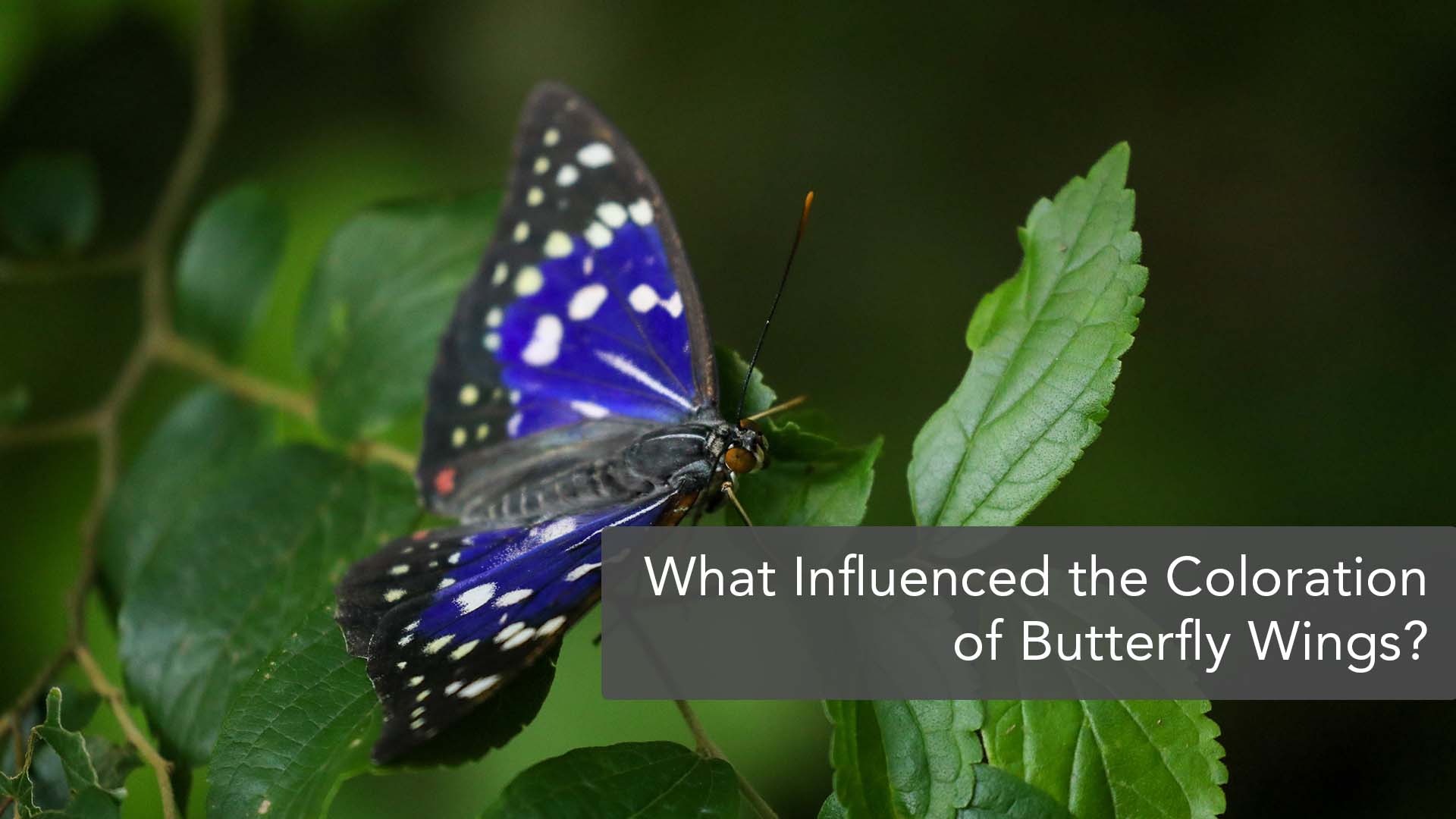 Understanding the Wing Patterns of the Great Purple Emperor Butterfly ...