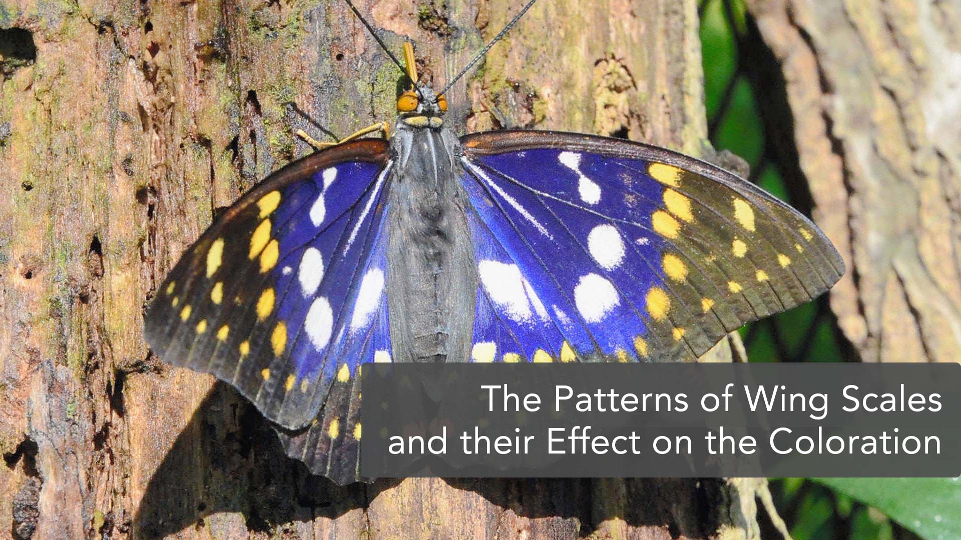 Understanding the Wing Patterns of the Great Purple Emperor Butterfly ...