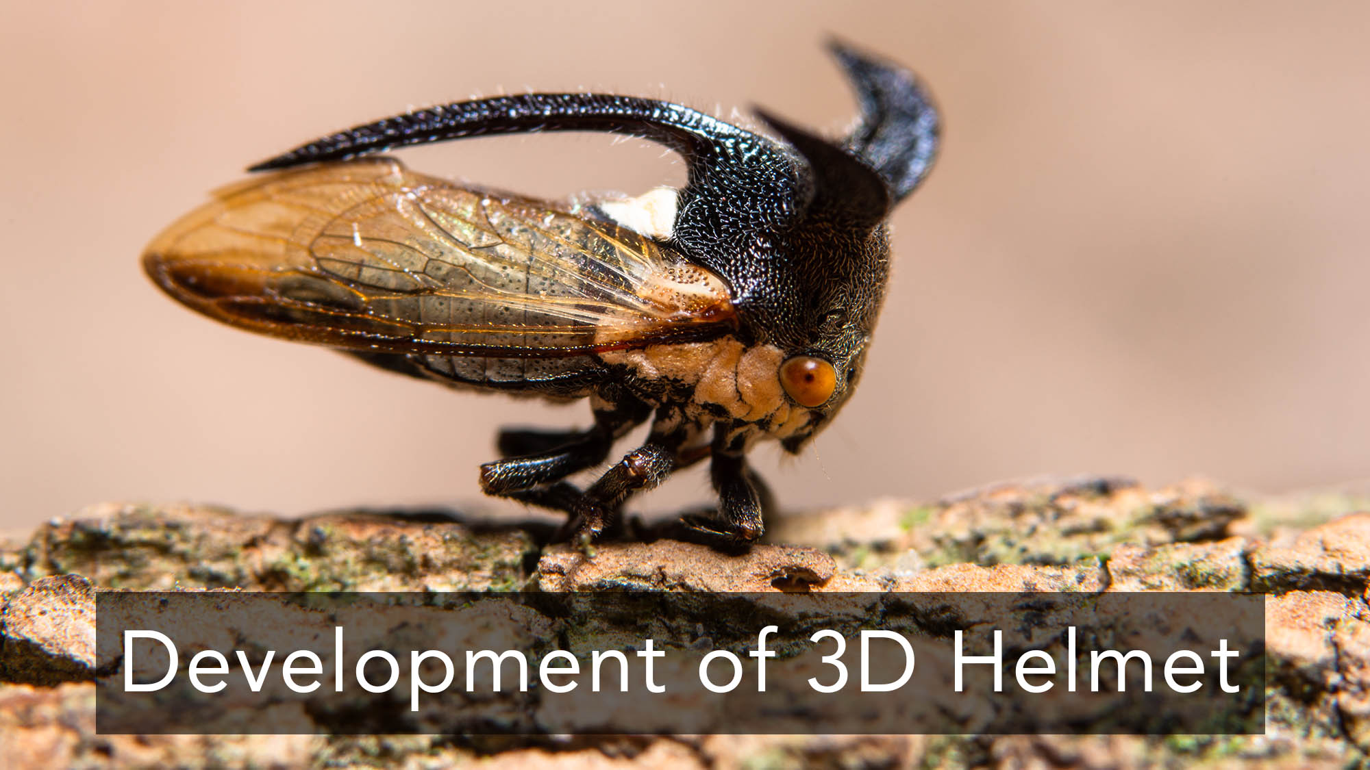 A Closer Look at the Treehopper Helmet Structure | iestory