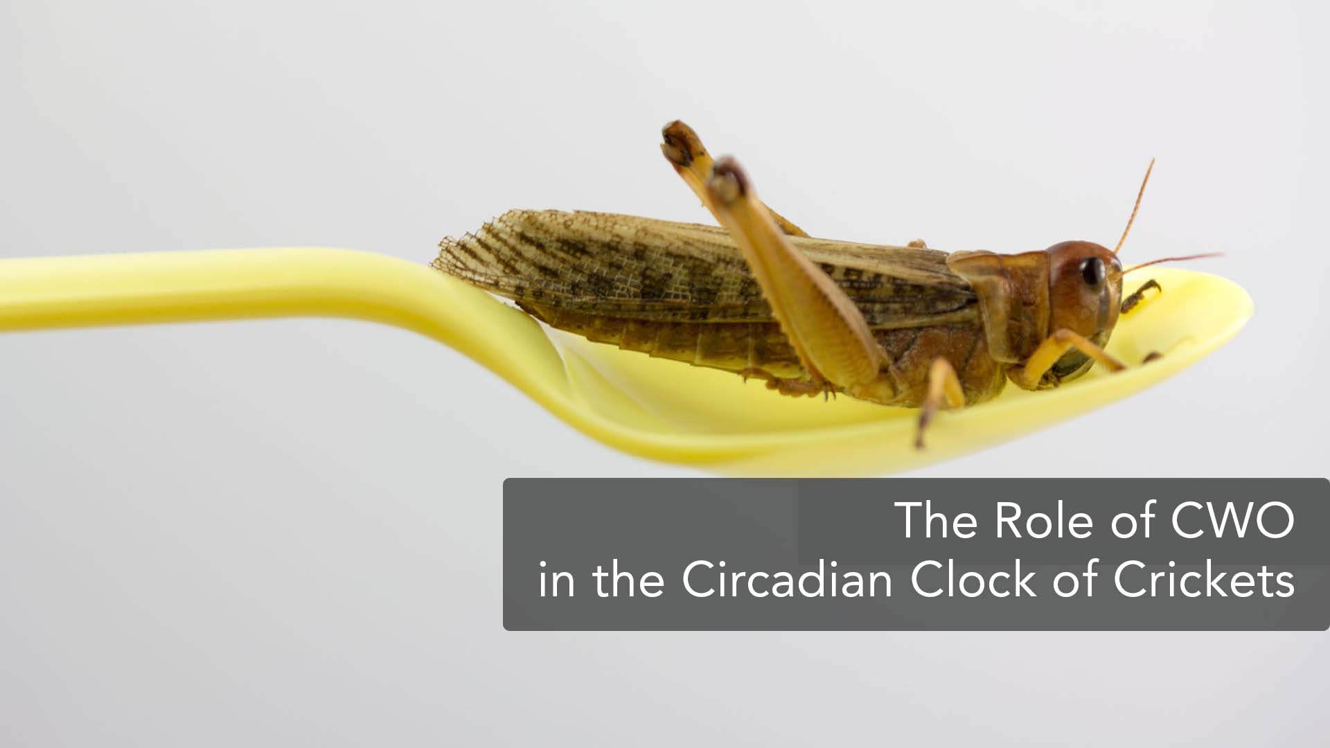 Understanding the Biological Clock of Crickets | iestory
