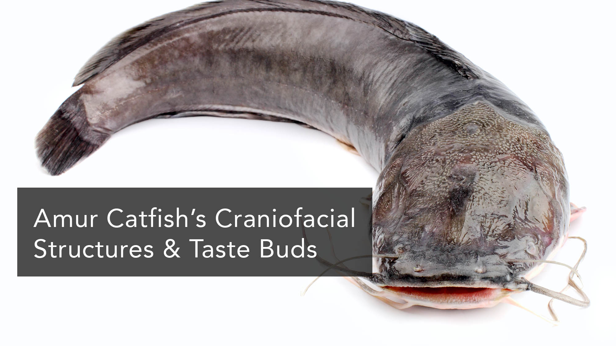 Molecular View of the Catfish Craniofacial Sensory Structure ...