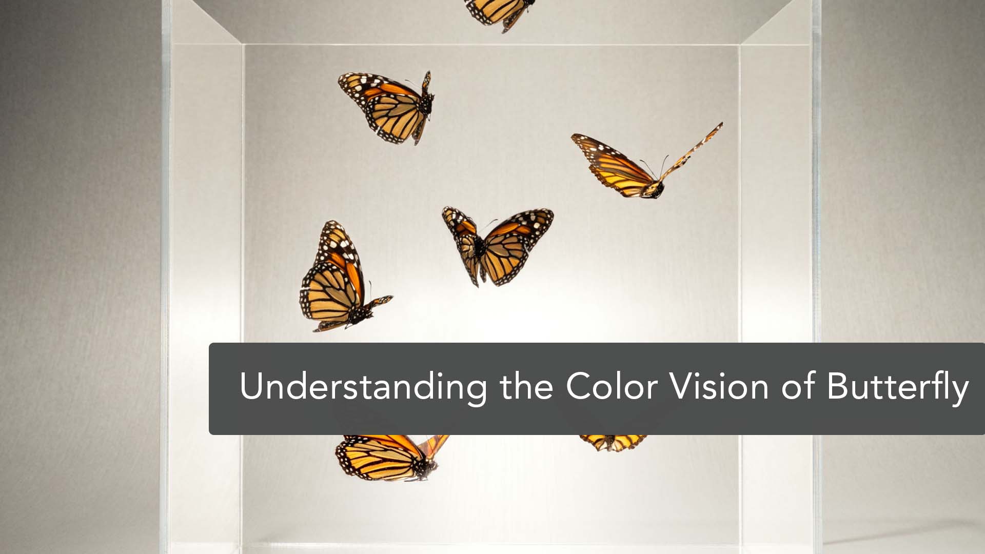 Crucial Mediating Mechanism in Color Vision of Butterfly via ...