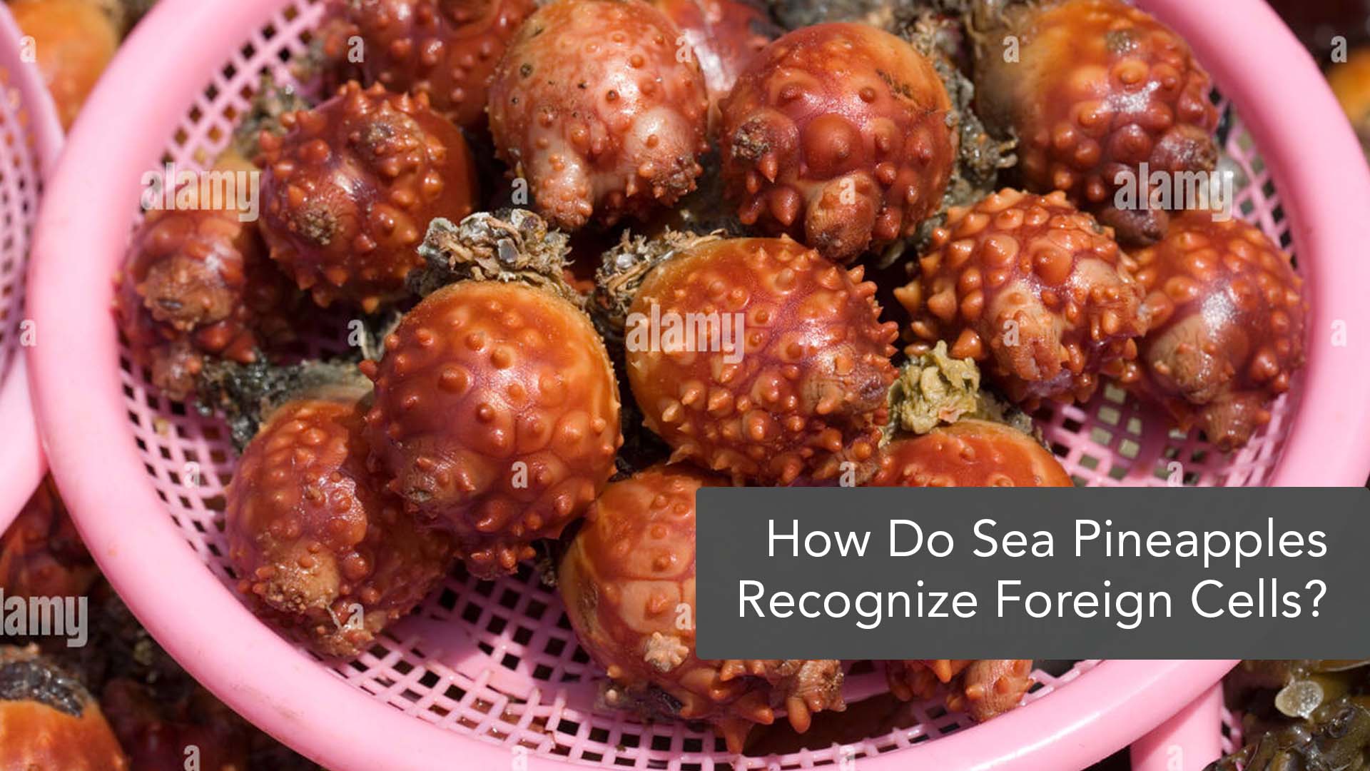 Role of Self-marker Proteins in Sea Pineapple’s Immune System - iesResearch