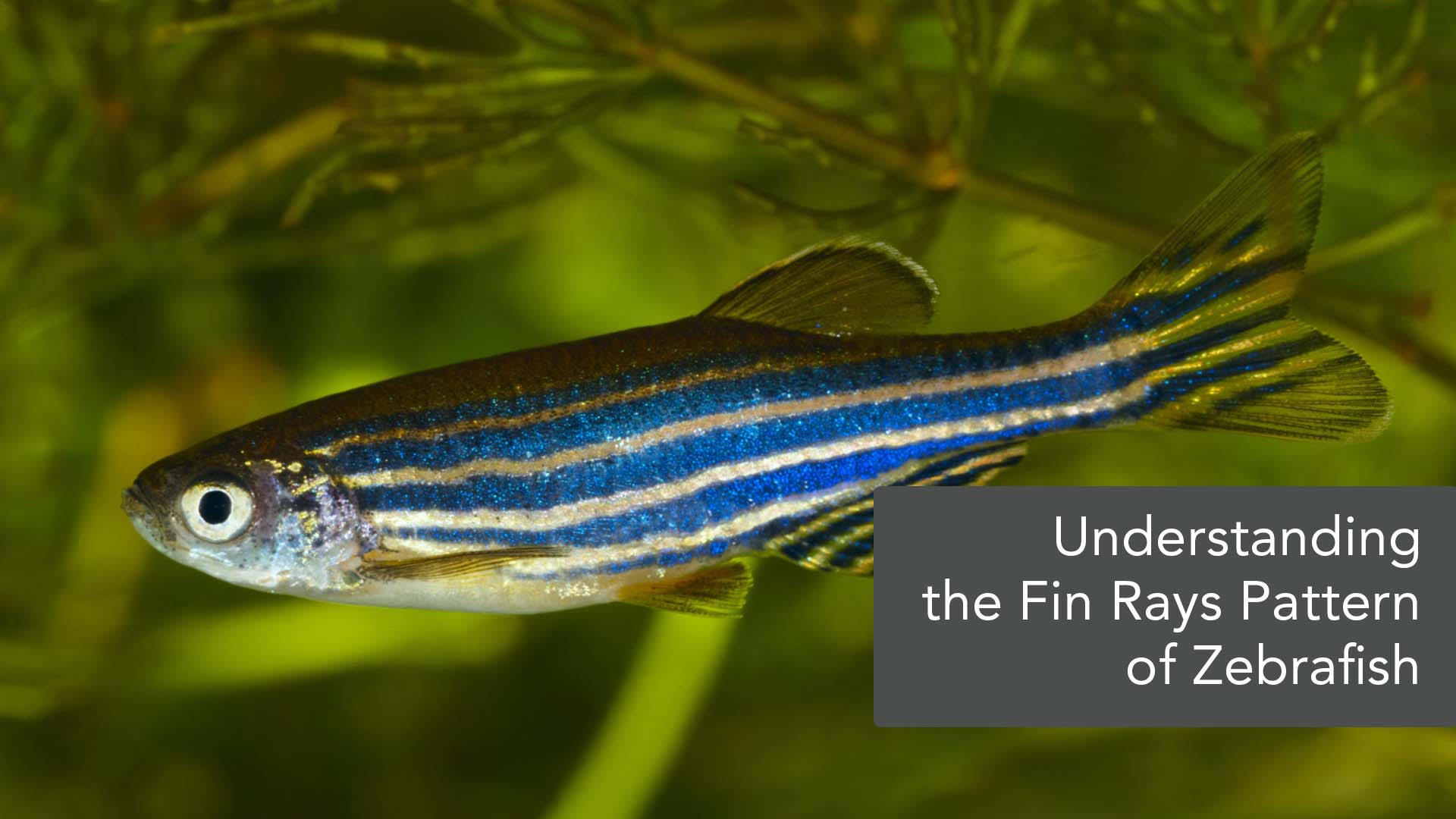 Formation of Fin Rays Pattern of Zebrafish - iesResearch